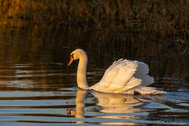 Free picture: swimming, swan, autumn season, birds, reflection, aquatic ...