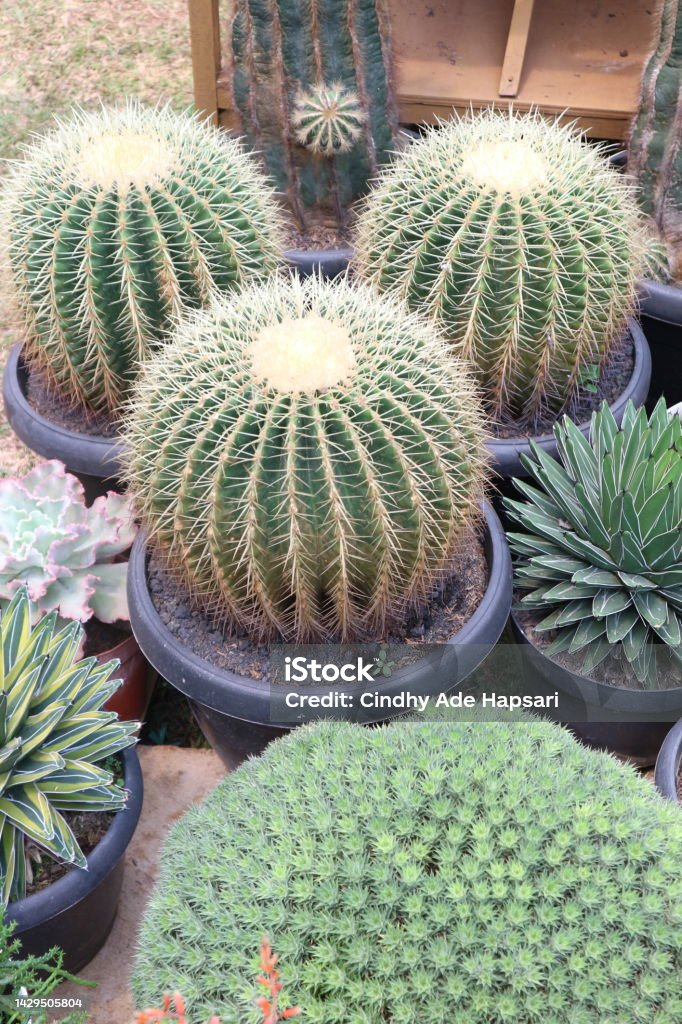 Echinocactus Grusonii Atau Kroenleinia Grusonii Dikenal Sebagai Kaktus ... Echinocactus Grusonii Atau Kroenleinia Grusonii Dikenal Sebagai Kaktus ...
