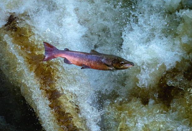 Atlantic Salmon Pictures | Download Free Images on Unsplash