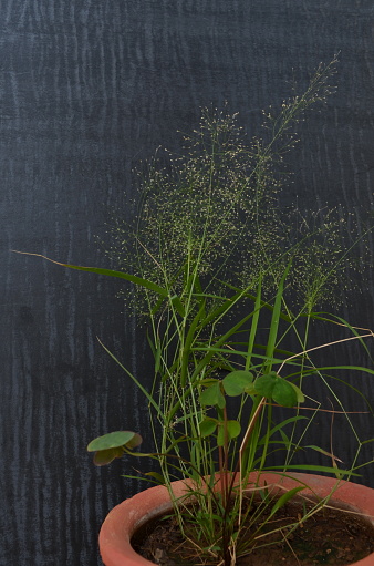 Agrostis Perennans The Upland Bentgrass Upland Or Autumn Bent Is A Species Of Flowering Plant In