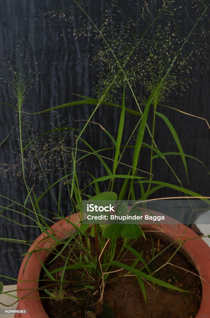 Agrostis Perennans The Upland Bentgrass Upland Or Autumn Bent Is A Species Of Flowering Plant In