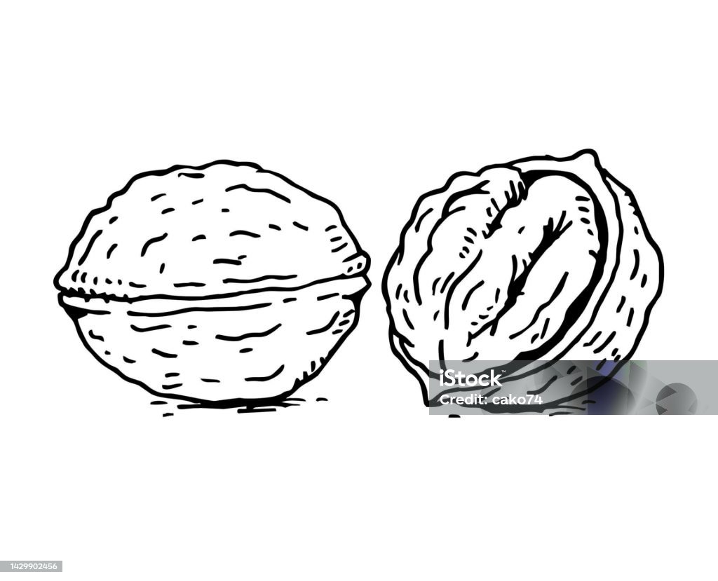 Walnut Sketch Illustration Stock Illustration - Download Image Now ... Walnut Sketch Illustration Stock Illustration - Download Image Now ...