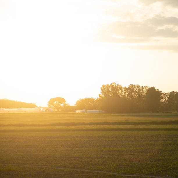 100+ Golden Hour Pictures | Download Free Images on Unsplash