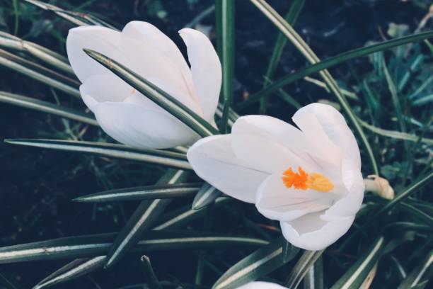 Flower Opening Pictures | Download Free Images on Unsplash