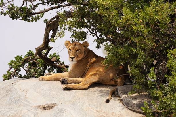 Free Stock Photo of A lion lying on a rock | Download Free Images and ...