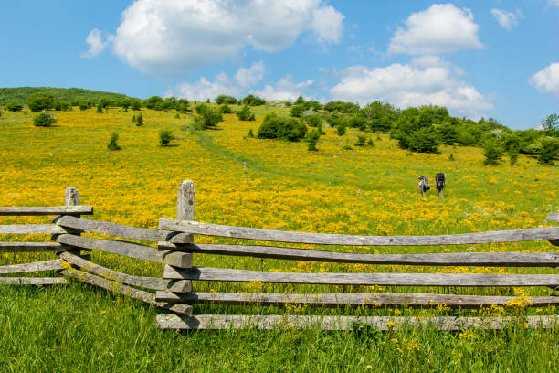 Free Stock Photo of Field of Wildflowers With Fence | Download Free ...