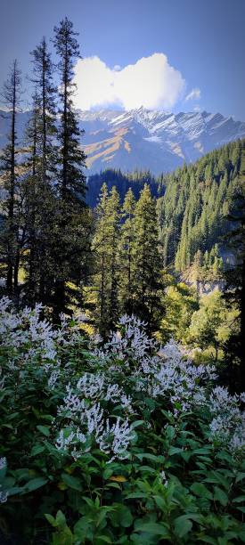 Solang Valley Pictures | Download Free Images on Unsplash