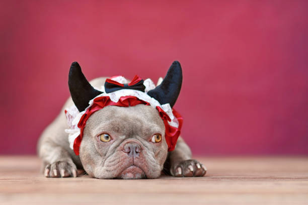 Pout Pictures | Download Free Images on Unsplash