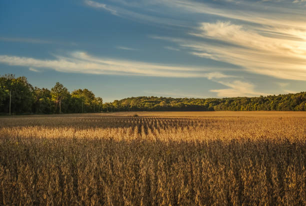 Fields Midwest Pictures | Download Free Images on Unsplash