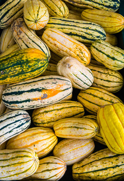 1K+ Squash Pictures | Download Free Images on Unsplash