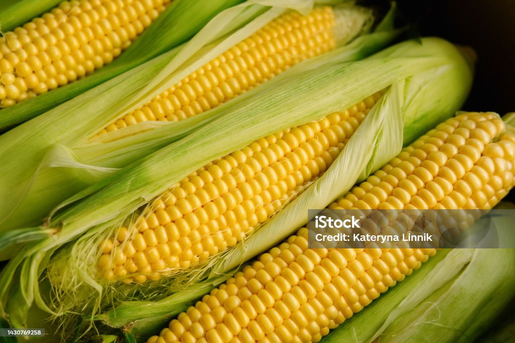 Tongkol Jagung Kuning Segar Telinga Segar Yang Berair Dari Panen Jagung ... Tongkol Jagung Kuning Segar Telinga Segar Yang Berair Dari Panen Jagung ...
