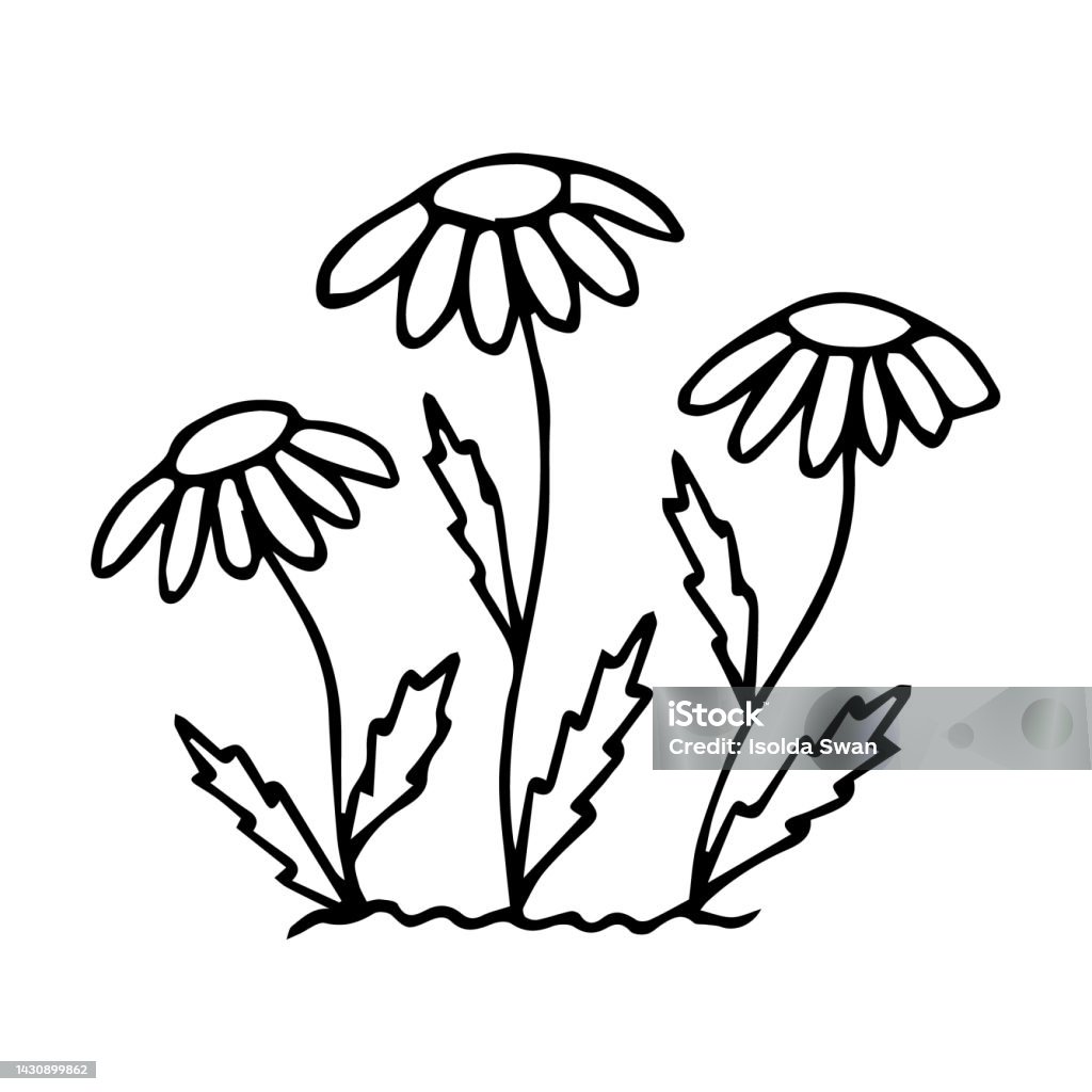 Hand Drawn Botanical Flower Doodle Element For Floral Design Concept
