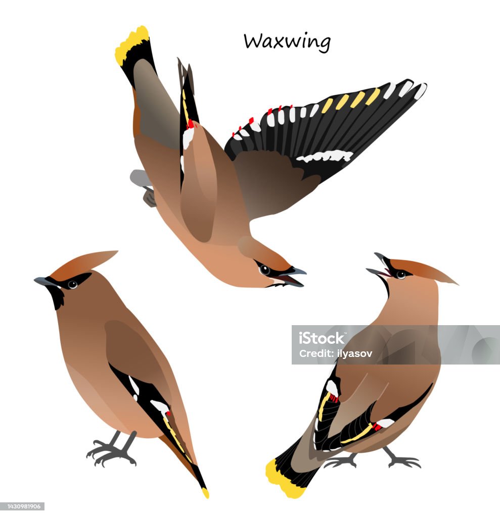Bohemian Waxwing Isolated On White Background Vector Illustration Set
