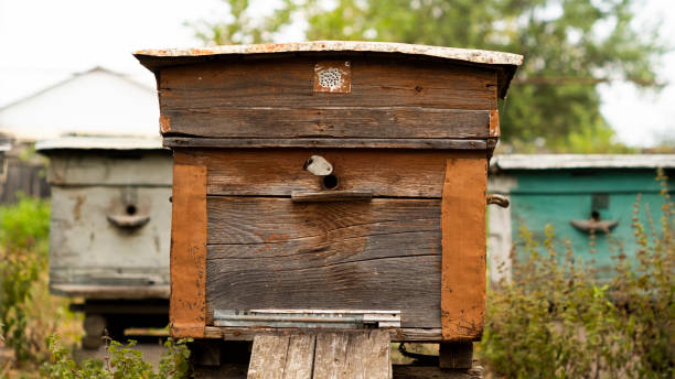 Apiary Pictures | Download Free Images on Unsplash