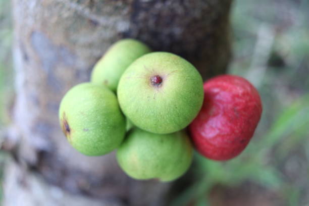 1000+ Peepal Tree Pictures | Download Free Images on Unsplash
