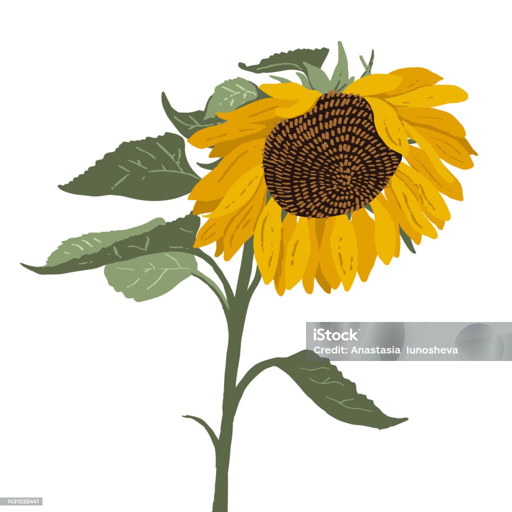 Hand Drawn Sunflower Vector Modern Flat Illustration Stock Illustration
