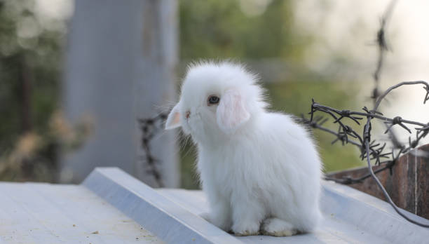 Free picture: Group of adorable albino bunny rabbits in beige bowl