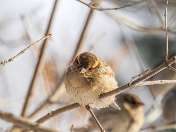 Sparrow Puffed Feathers - Free photo on Pixabay