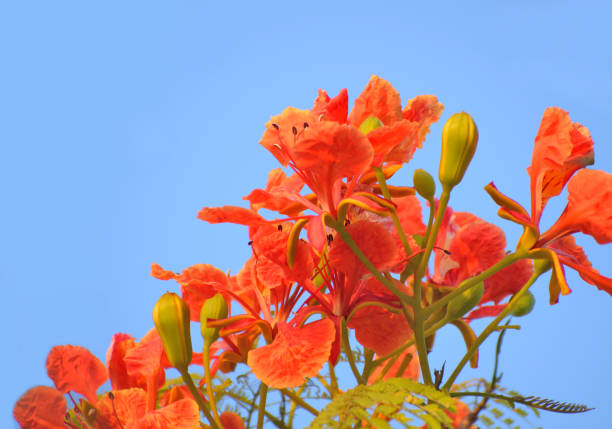 30,000+ Gulmohar Flower Pictures | Download Free Images on Unsplash