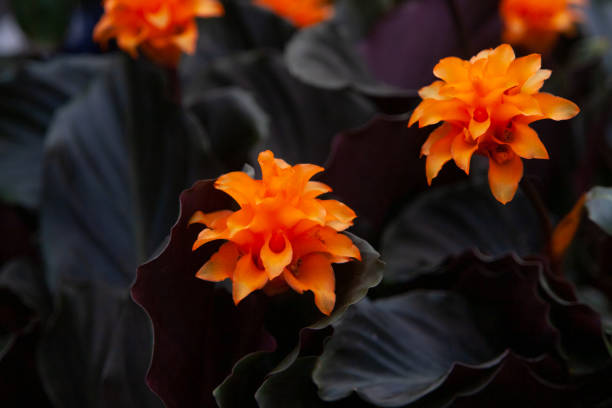 Calathea Pictures | Download Free Images on Unsplash