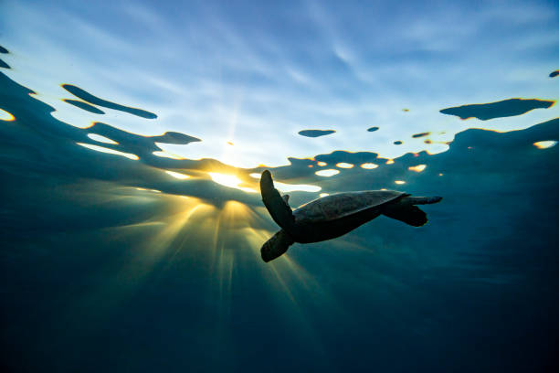30 200 Tortuga Marina Fotos Fotografías De Stock Fotos E Imágenes