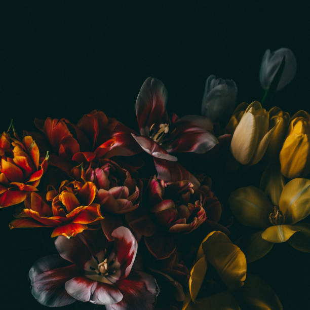440+ Chiaroscuro Definition Stock Photos, Pictures & Royalty-Free ... 440+ Chiaroscuro Definition Stock Photos, Pictures & Royalty-Free ...