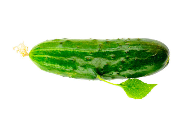 Free picture: mutant, cucumber