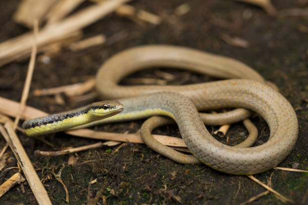 100+ Ringneck Snake Stock Photos, Pictures & Royalty-Free Images - iStock 100+ Ringneck Snake Stock Photos, Pictures & Royalty-Free Images - iStock
