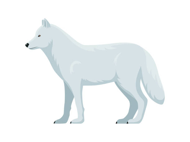 Arctic wolf Clipart Vector PNG , SVG, EPS, PSD, AI