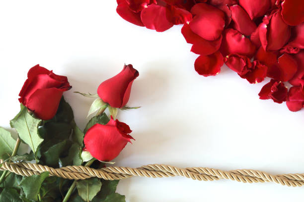 Free picture: rose, flower, rope, bouquet, petal, decoration