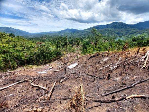 300+ Free Deforestation & Nature Images - Pixabay