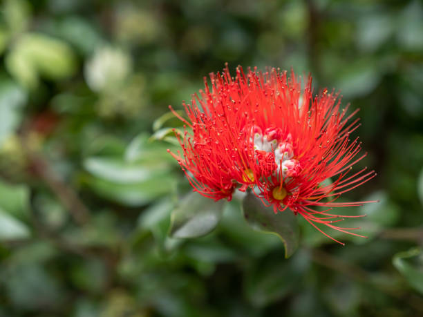 Free picture: pohutukawa, bloom