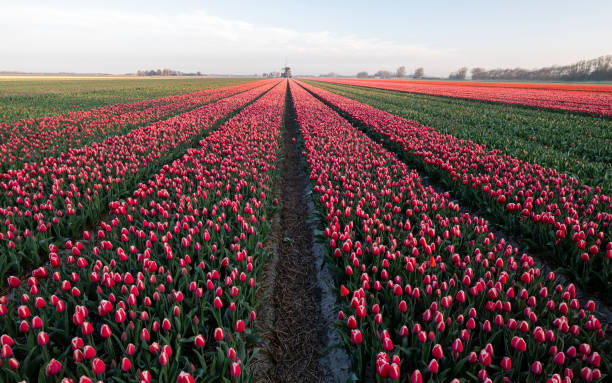 Dutch Landscape Pictures | Download Free Images on Unsplash