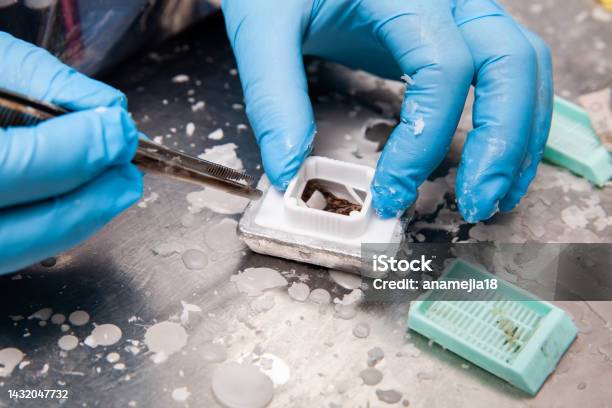 Scientist Embedding Tissues In Paraffin Blocks For Sectioning Pathology