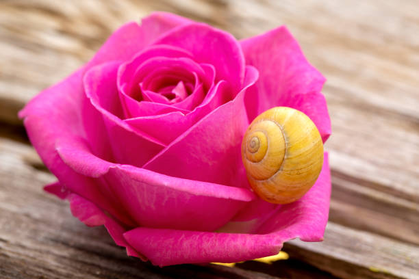 Free picture: snail, flower, petal, nature, garden