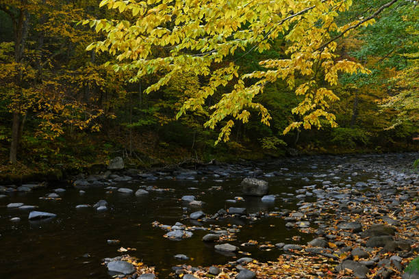 Free picture: autumn season, riverbank, branches, tree, river, leaf ...