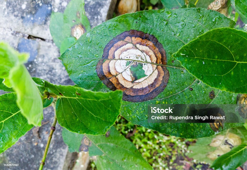Penyakit Tanaman Bercak Daun Disebabkan Oleh Spesies Colletotrichum ... Penyakit Tanaman Bercak Daun Disebabkan Oleh Spesies Colletotrichum ...