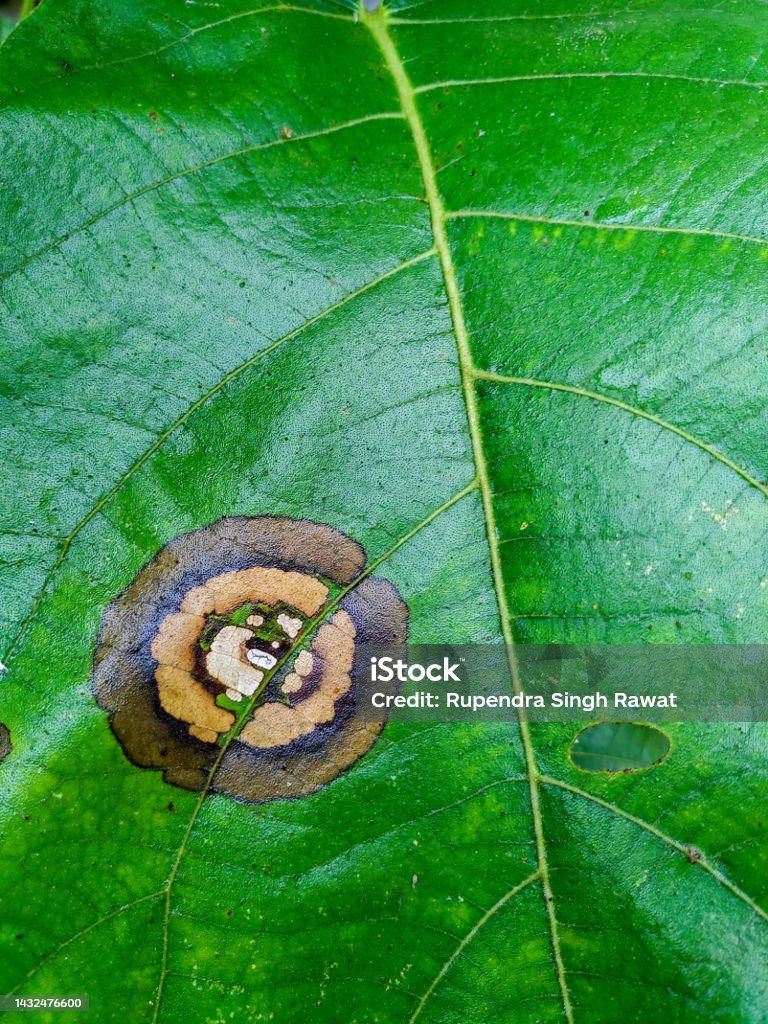Penyakit Tanaman Bercak Daun Disebabkan Oleh Spesies Colletotrichum ... Penyakit Tanaman Bercak Daun Disebabkan Oleh Spesies Colletotrichum ...