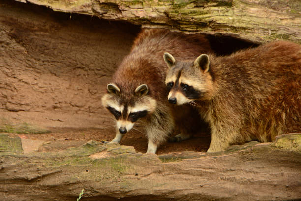 Raccon Pictures | Download Free Images on Unsplash