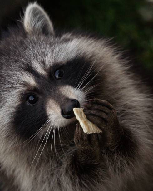 Racoons Pictures | Download Free Images on Unsplash