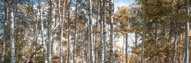 500+ Birch Tree Pictures [HD] | Download Free Images on Unsplash