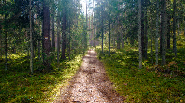 Free Stock Photo of Deep Forest Path | Download Free Images and Free ...