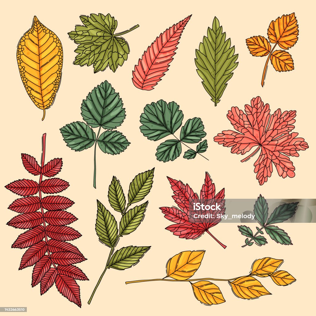 Ilustración De Conjunto De Hojas De Otoño Hojas De Árbol De Colores Y
