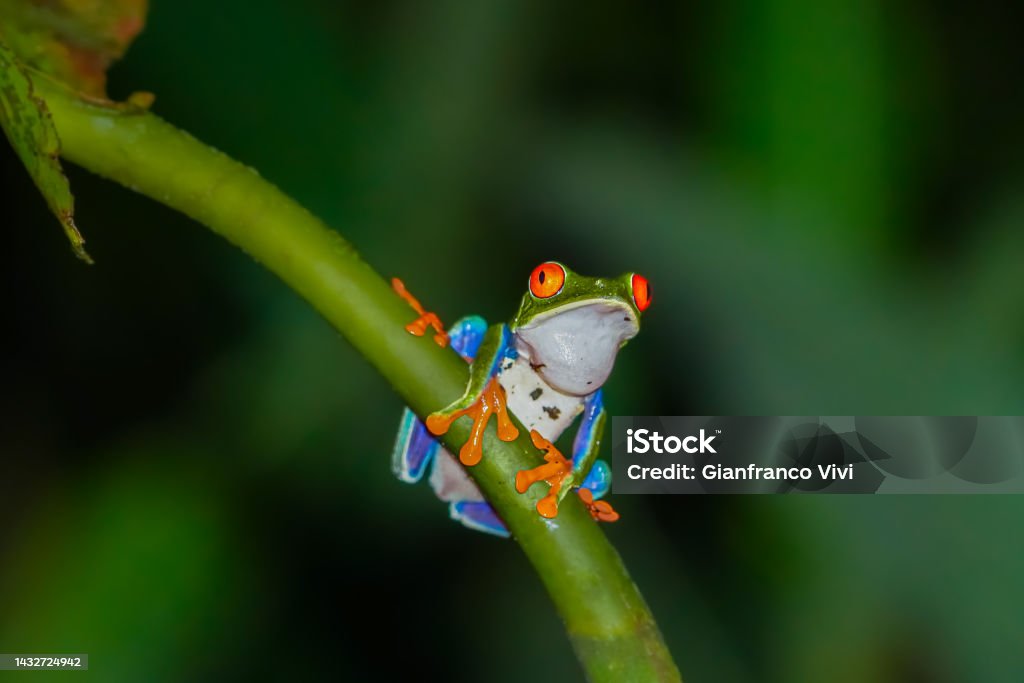 Pemandangan Closeup Yang Indah Dari Kosta Rika Katak Katak Mata Merah
