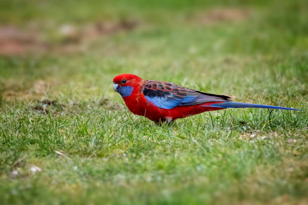 Rosella Pictures | Download Free Images on Unsplash