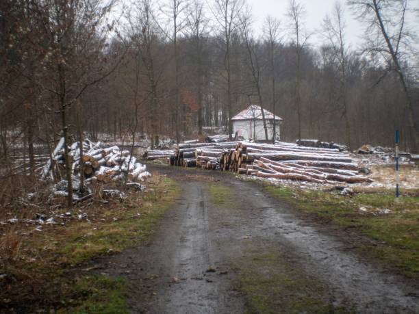 Free picture: mist, firewood, tree, nature, wood, winter, landscape ...