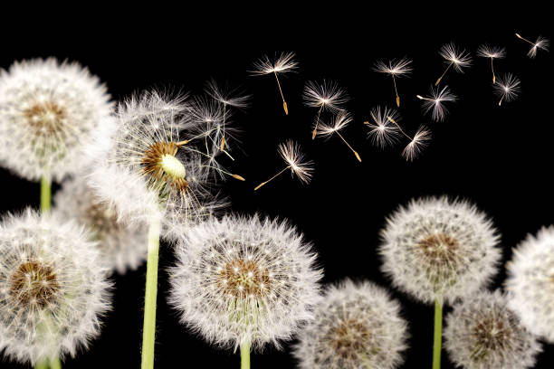 Free Stock Photo of Dandelion Blowing in Wind on Black Background ...