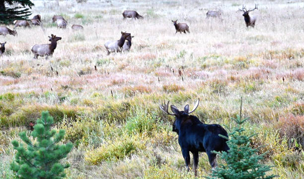 Free Stock Photo of Herd of Elk Grazing on Dry Grass Field | Download ...