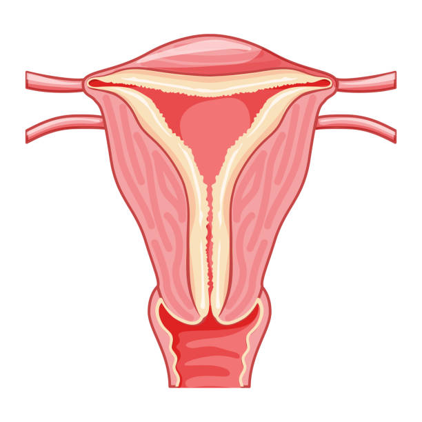 30 Pelvic Floor Anatomy Female Stock Illustrations Royalty Free