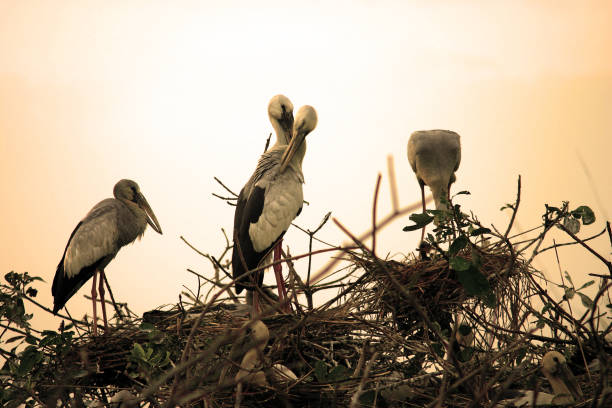 30k+ Stork Pictures | Download Free Images on Unsplash